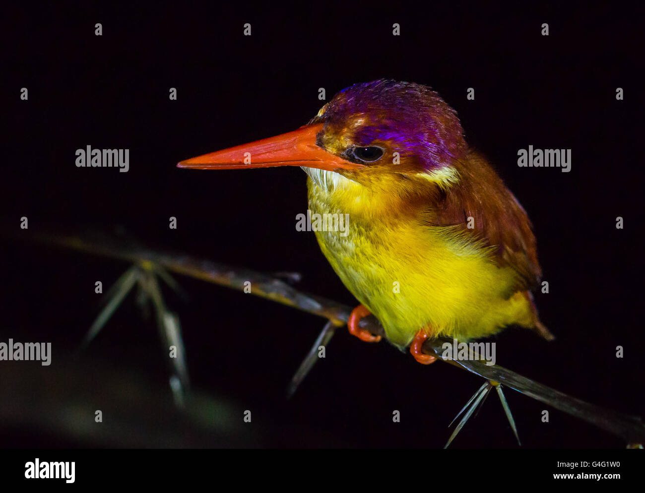 Malaysian national bird hi-res stock photography and images - Alamy