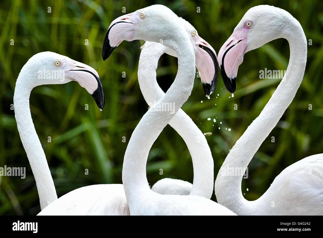 Greater flamingo chicks. Adult greater flamingos are seen at Bristol ...