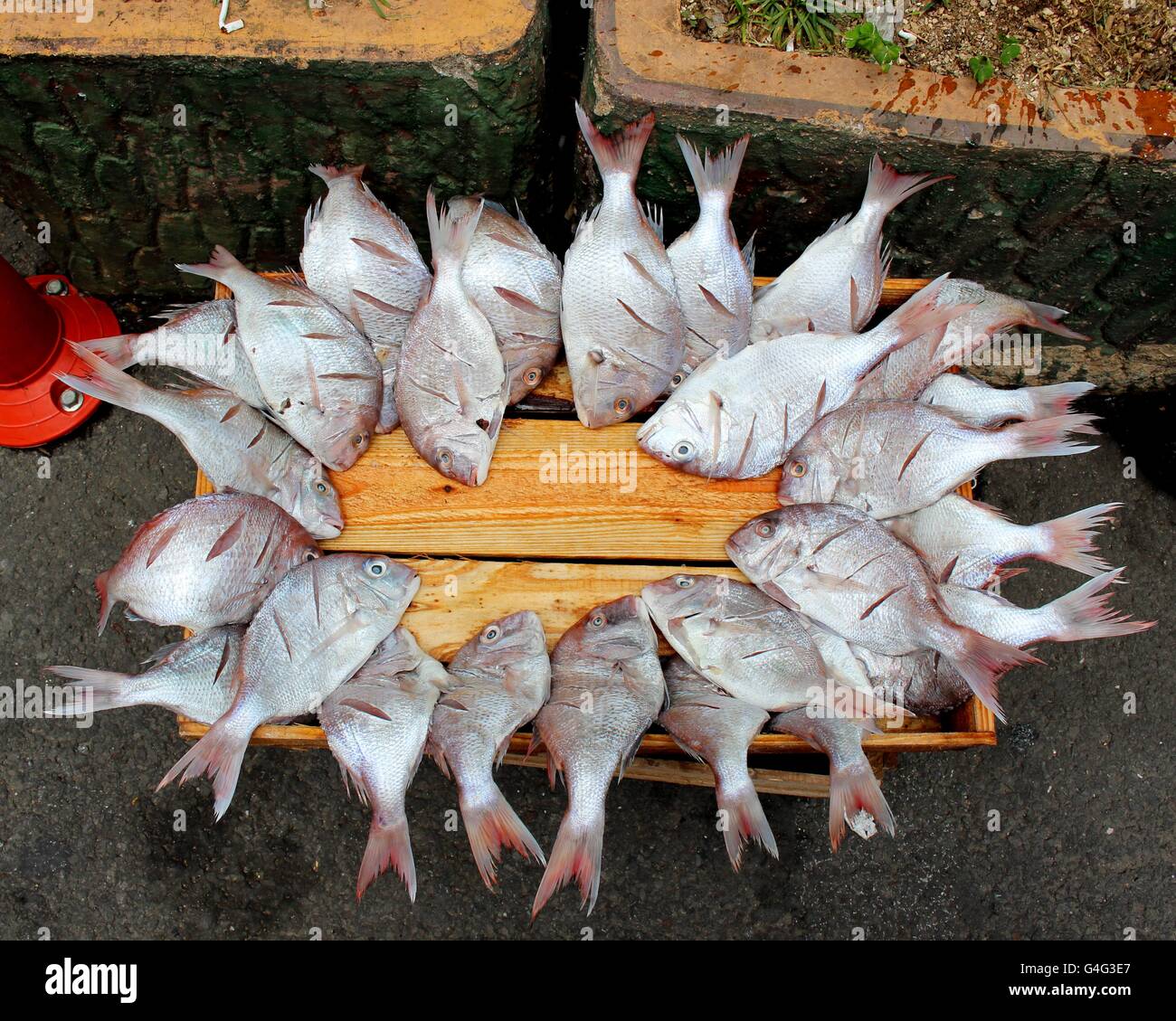 Jeju island fish market hi-res stock photography and images - Alamy