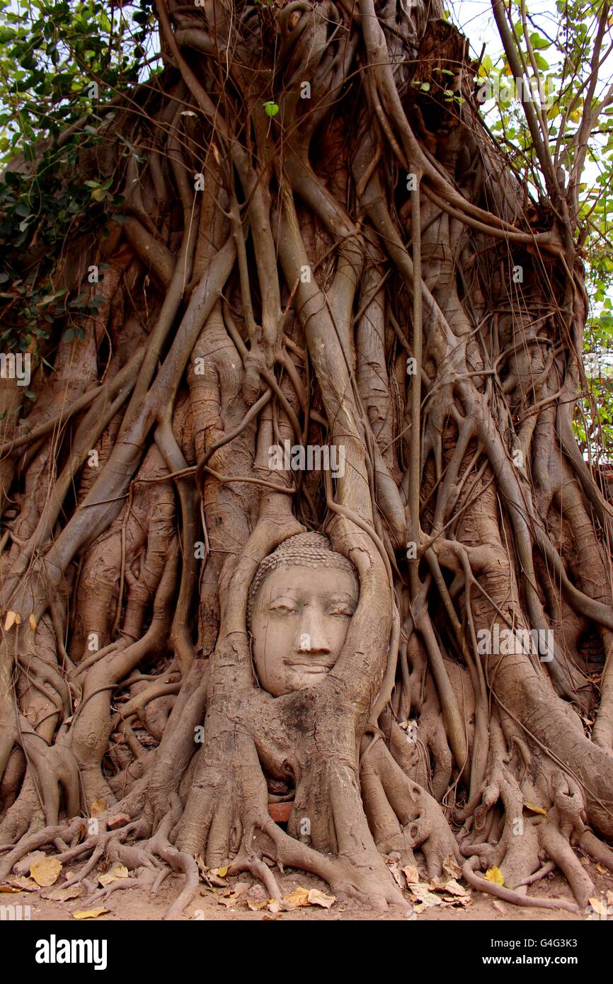 The stone Buddha head entwined in tree roots at Wat Mahathat, Ayutthaya ...