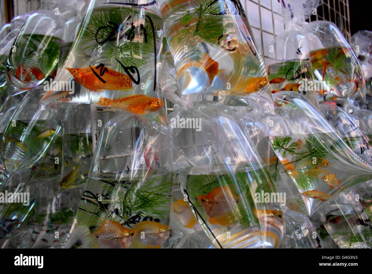 Bags of fish hi-res stock photography and images - Alamy
