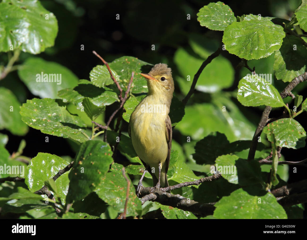 Icterine warbler, Hippolais icterina, sitting in Alder tree Stock Photo ...