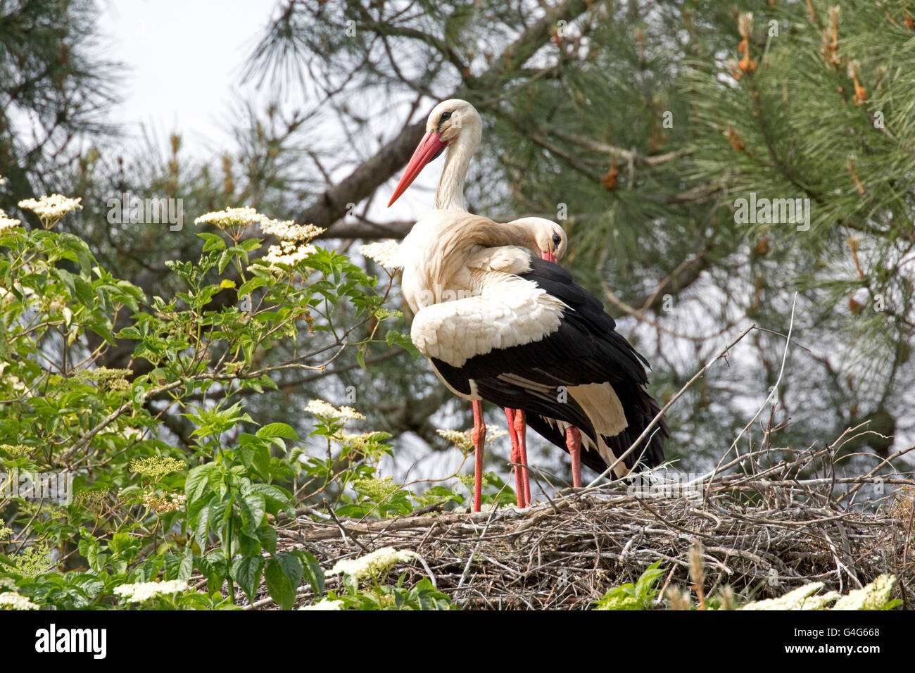 European white storks hi-res stock photography and images - Alamy