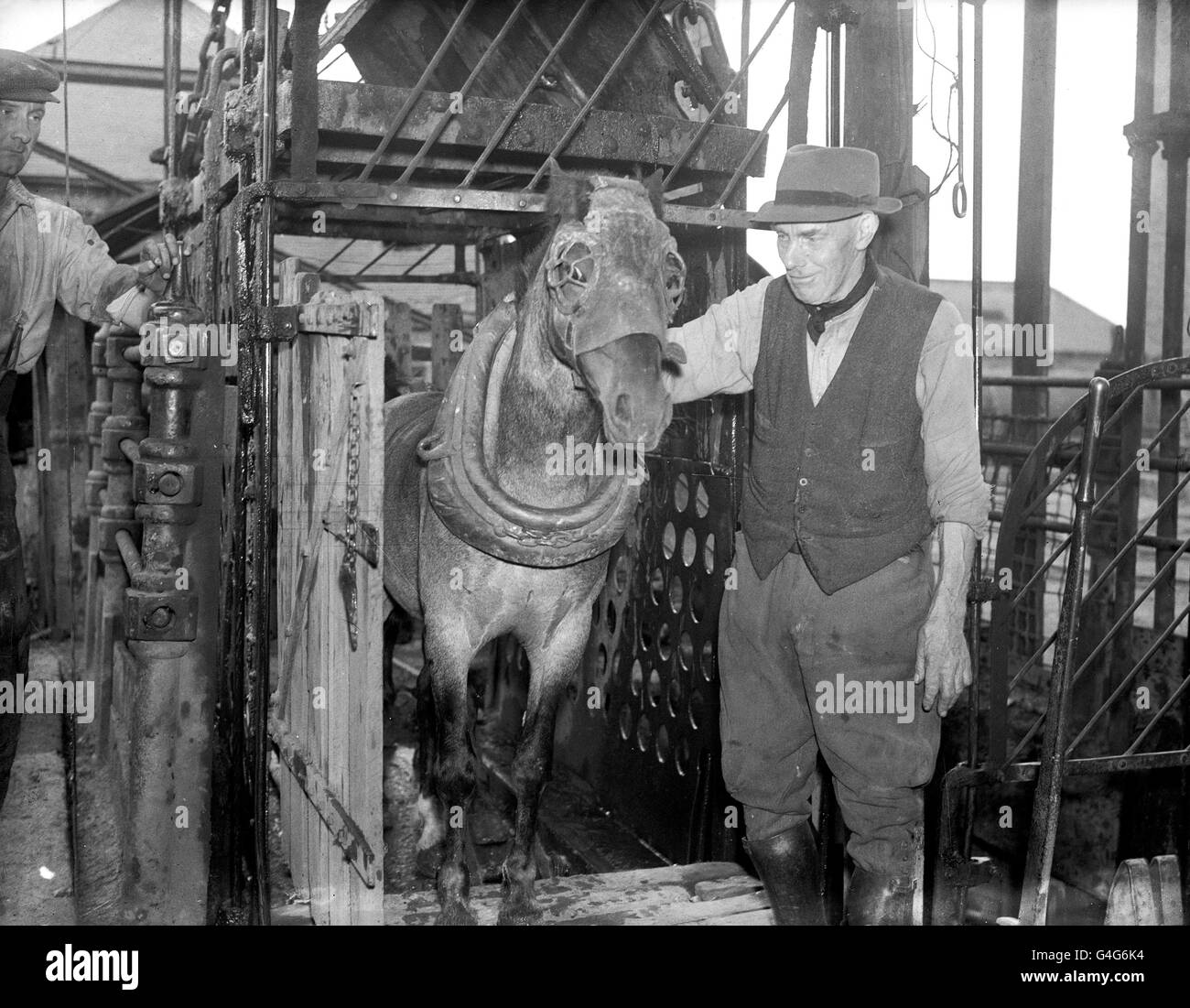 Mining - Working Ponies - Cannock Colliery Stock Photo - Alamy