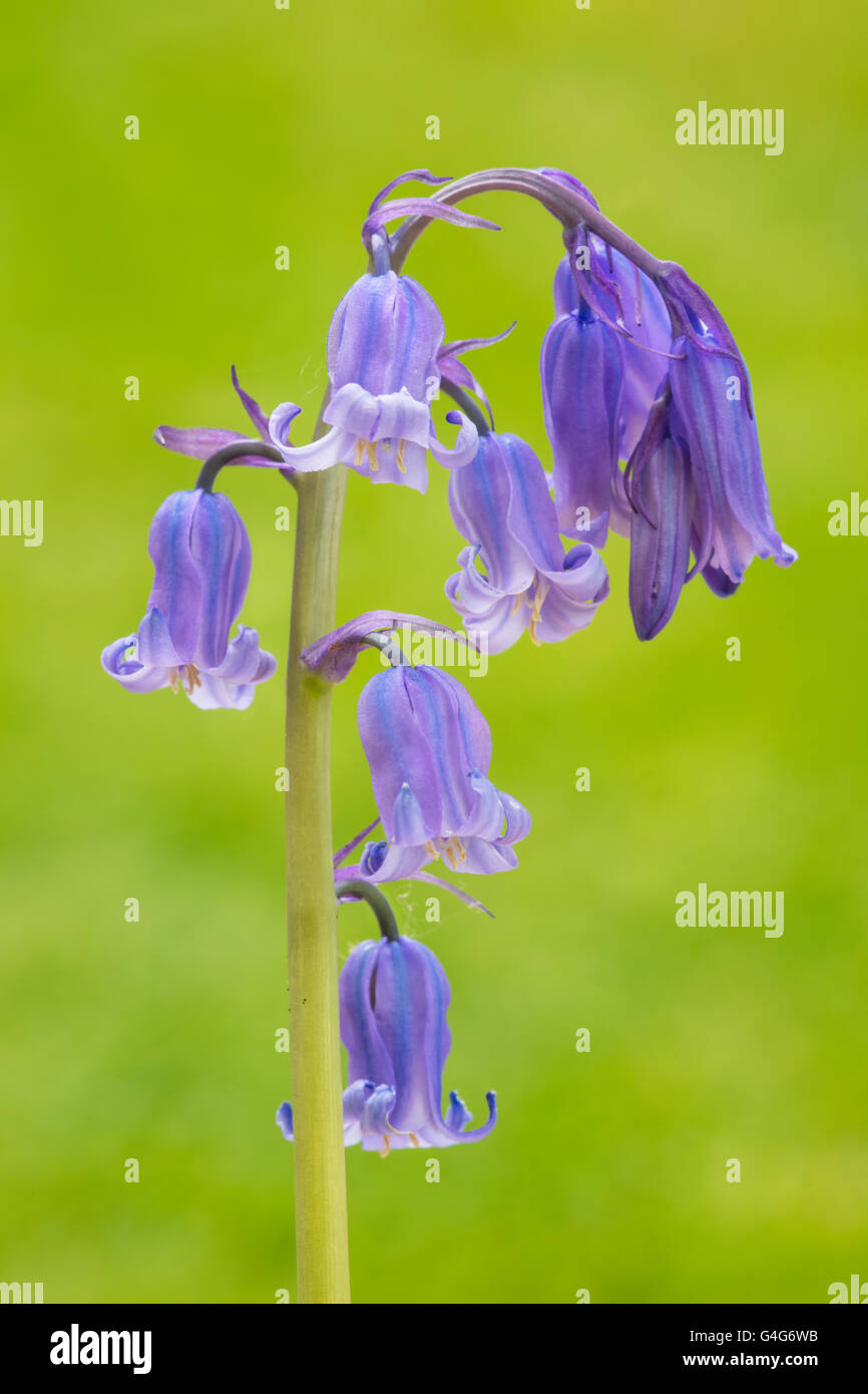 Common bluebell flowers hi-res stock photography and images - Alamy