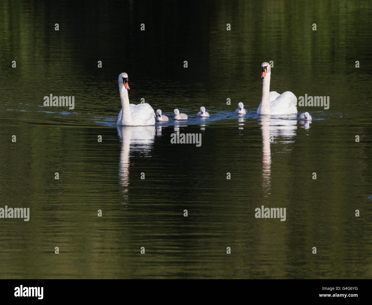 Swan crossing hi-res stock photography and images - Alamy