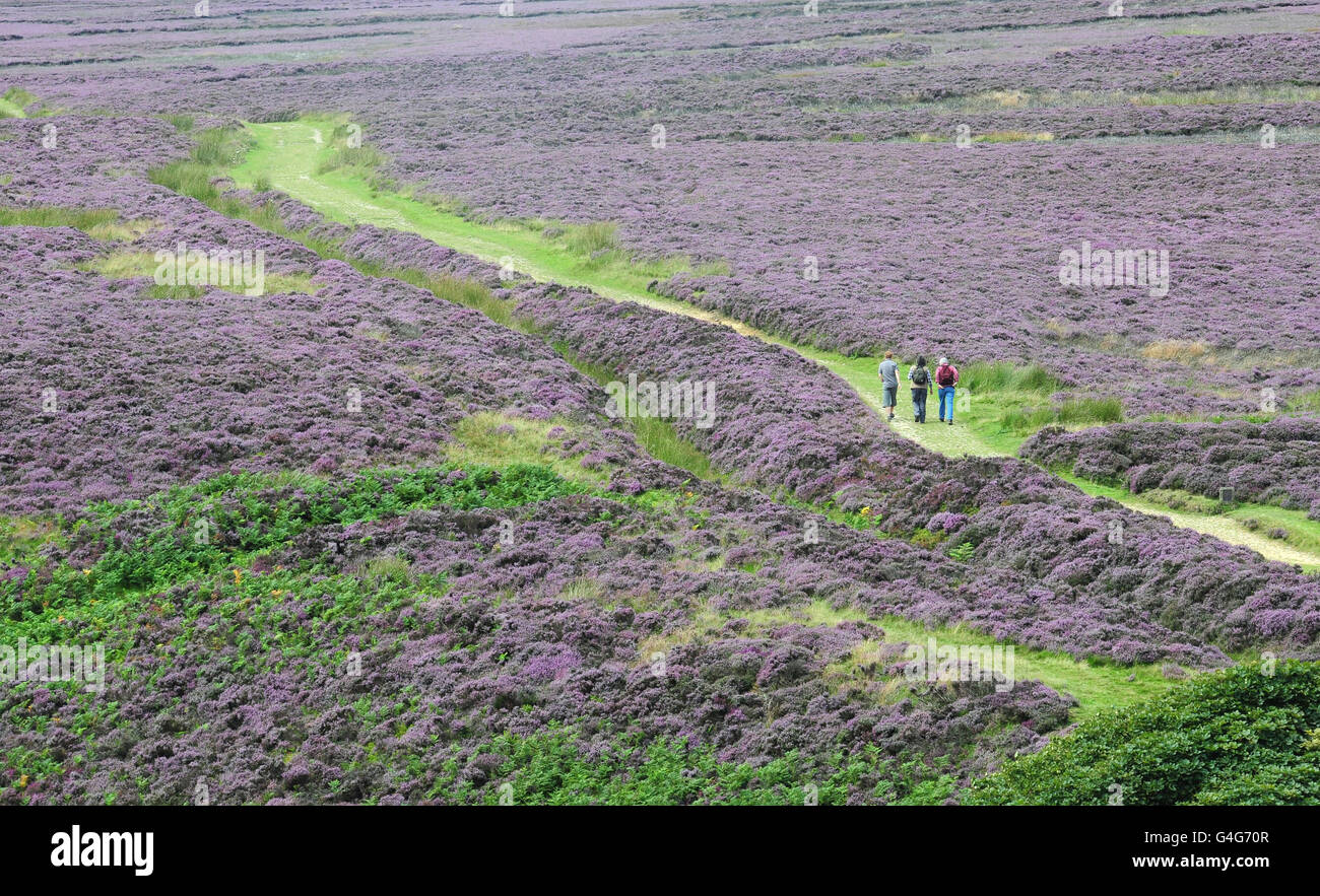 Walkers follow a path through the flowering purple heather plants at ...