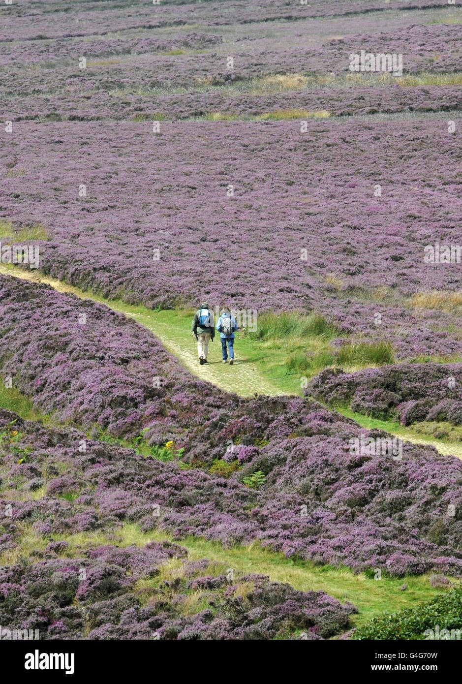 Walkers follow a path through the flowering purple heather plants at ...