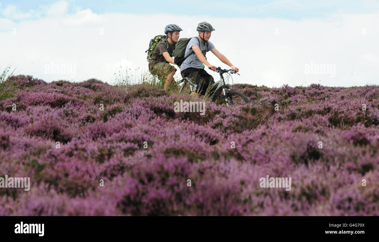 Cyclists follow a path through the flowering purple heather plants at ...