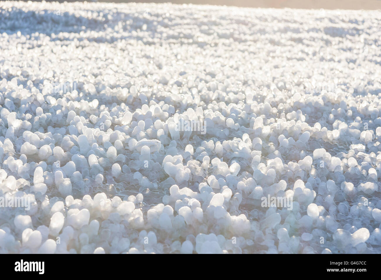 Little round icicles formed around grass leaves on the ground Stock ...