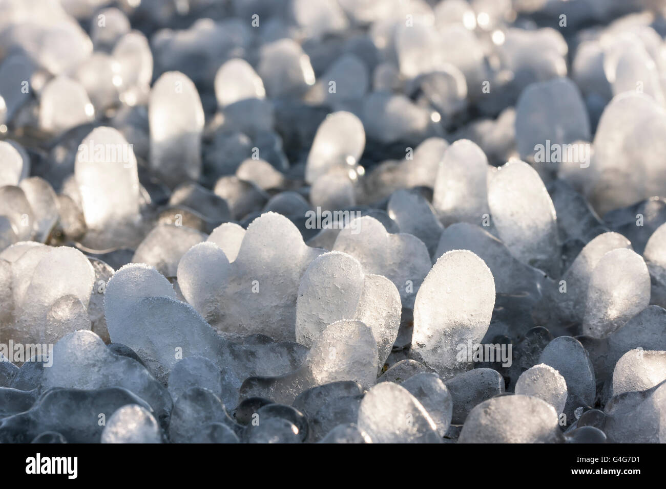 Little round icicles formed around grass leaves on the ground Stock ...