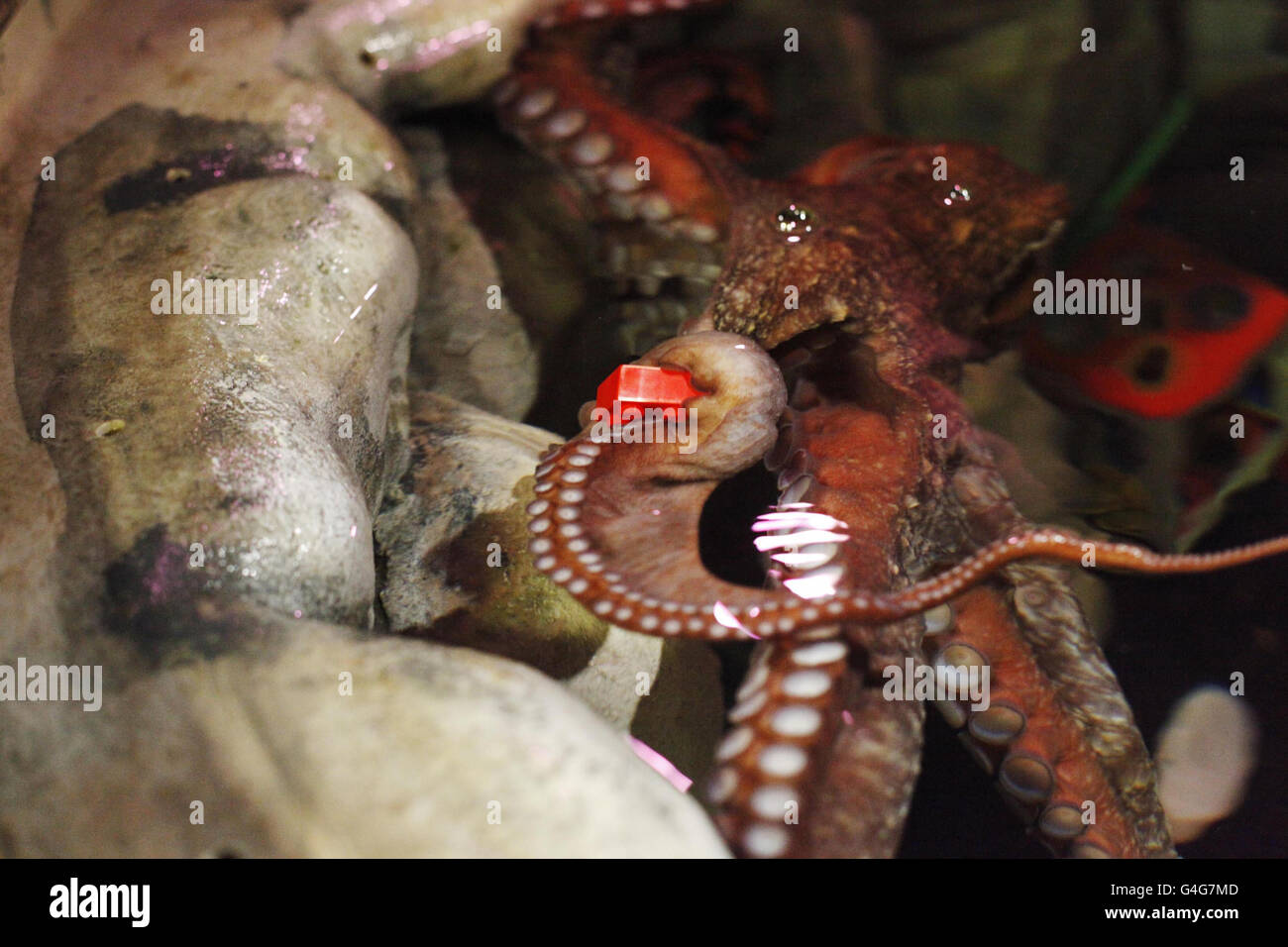 Octopus attempts make lego model hi-res stock photography and images ...