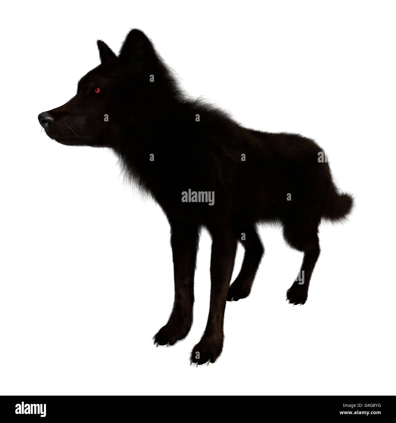 3D rendering of a black wolf isolated on white background Stock Photo ...