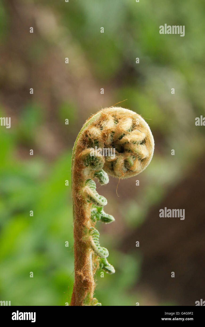 Psilotopsida hi-res stock photography and images - Alamy