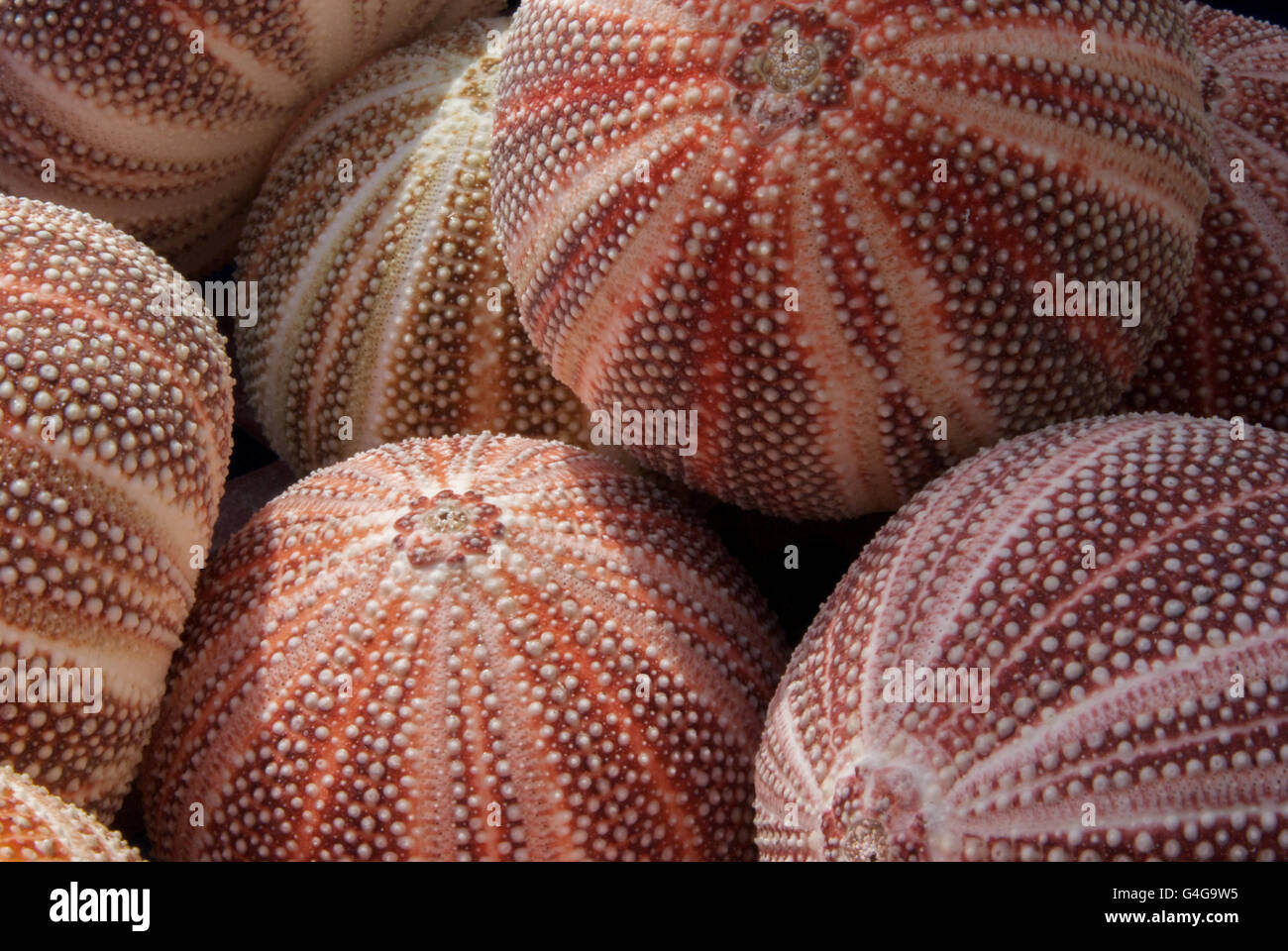 Echinus esculentus, Edible Sea Urchins, Charlestown, Cornwall Stock ...