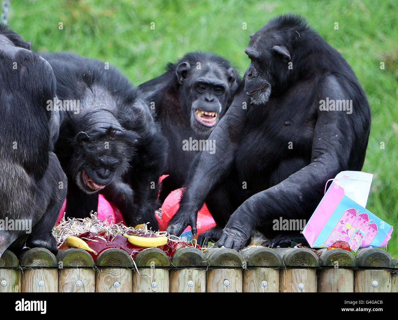 Animals chimps standalone photo hi-res stock photography and images - Alamy