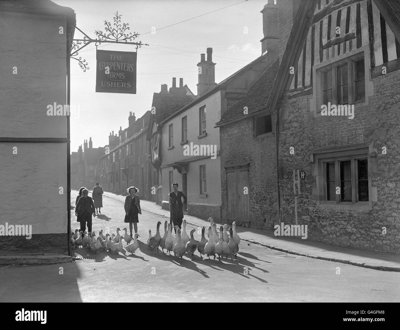 School children chase ducks geese down street in lacock hi-res stock ...