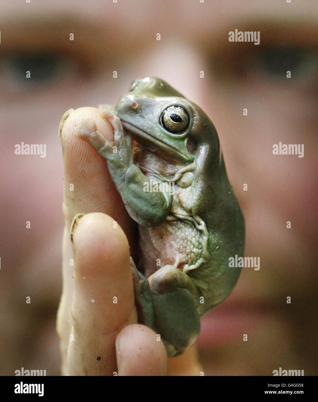 Zoo Keeper Ross Pulter with a White's frog at new Tropical Forest Zone ...