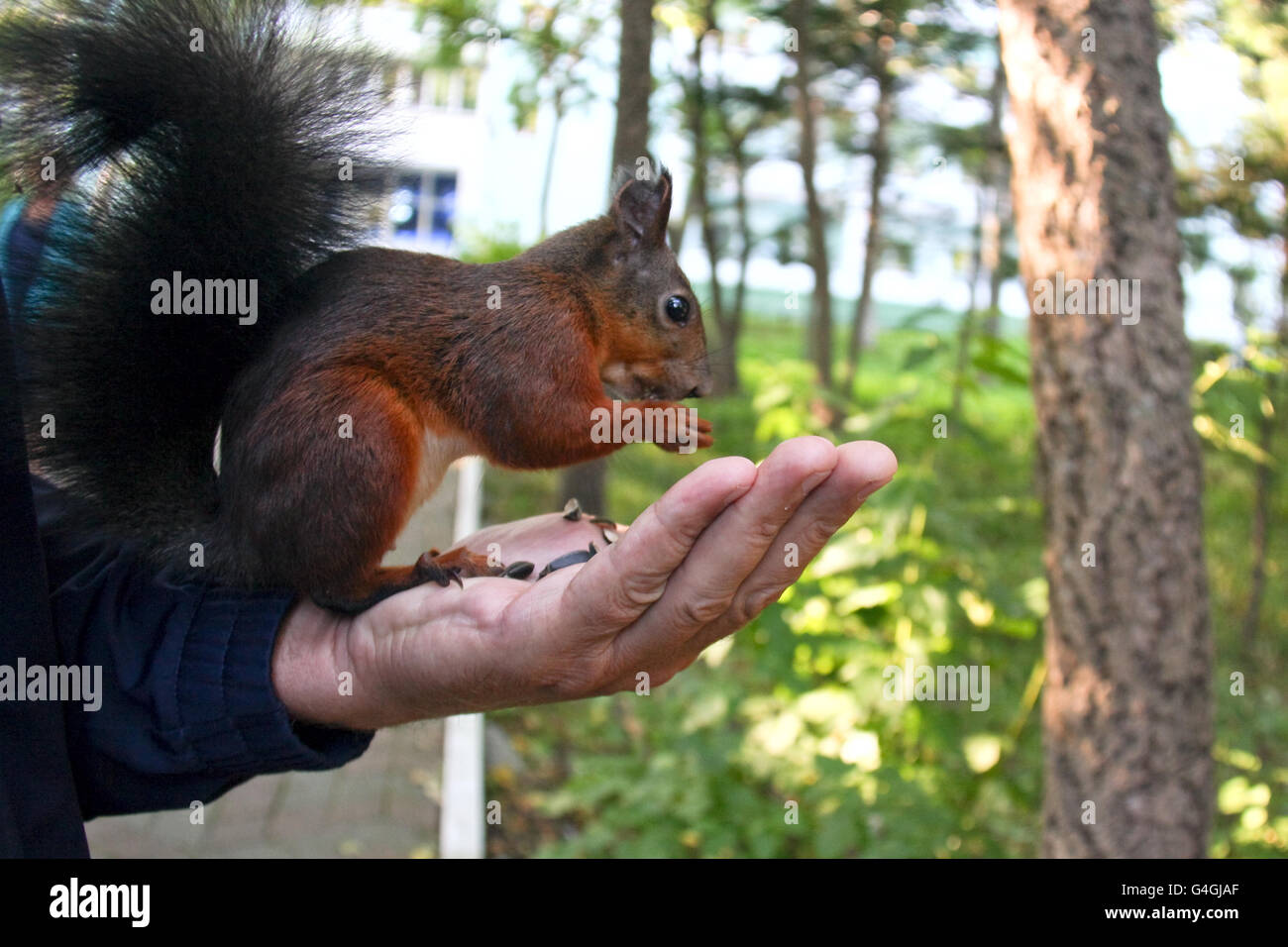 The inhabitant of coniferous forest and urban parks - cute animal Tree ...