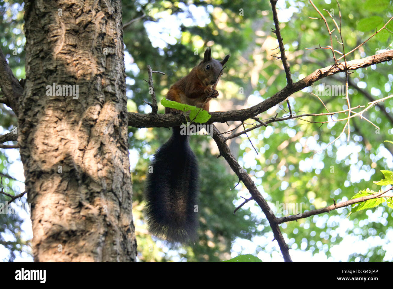 The inhabitant of coniferous forest and urban parks - cute animal Tree ...