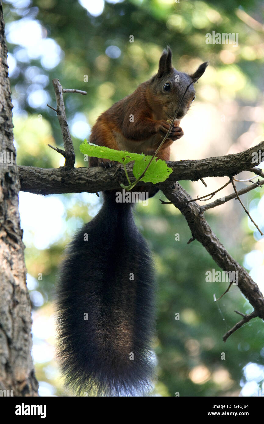 The inhabitant of coniferous forest and urban parks - cute animal Tree ...