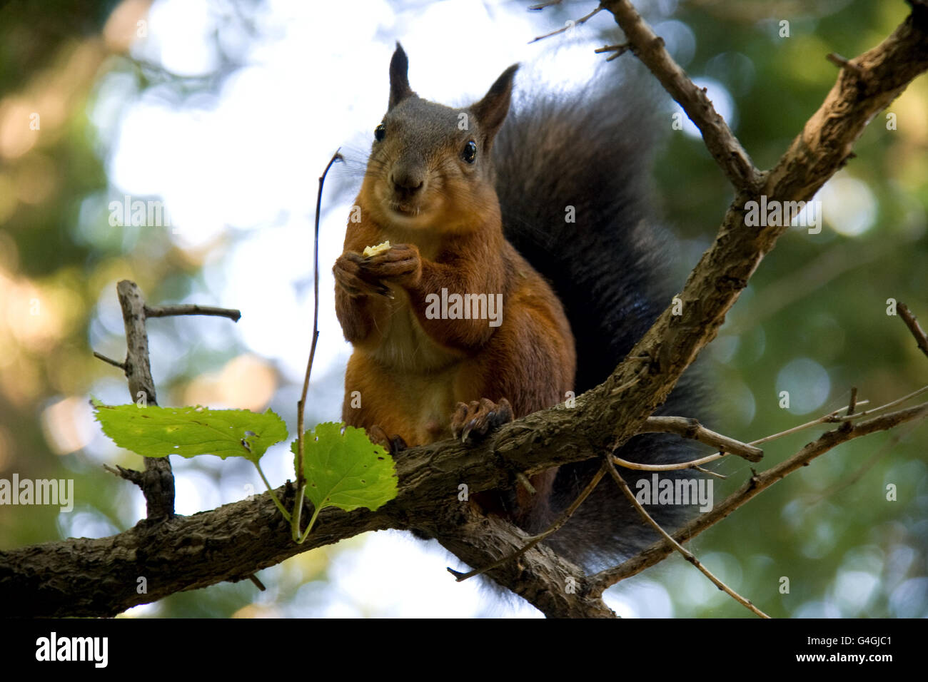 The inhabitant of coniferous forest and urban parks - cute animal Tree ...