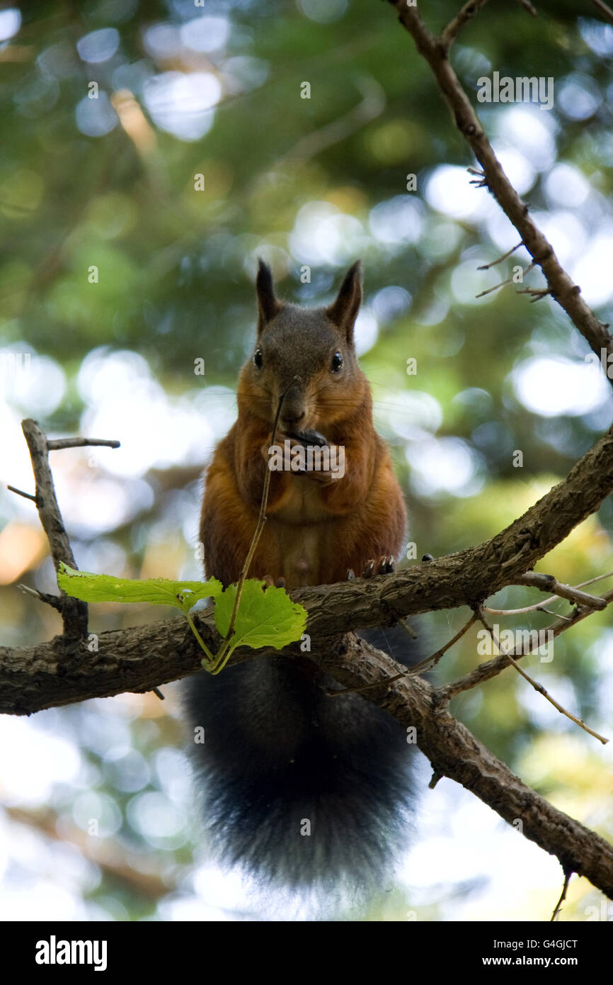 The inhabitant of coniferous forest and urban parks - cute animal Tree ...