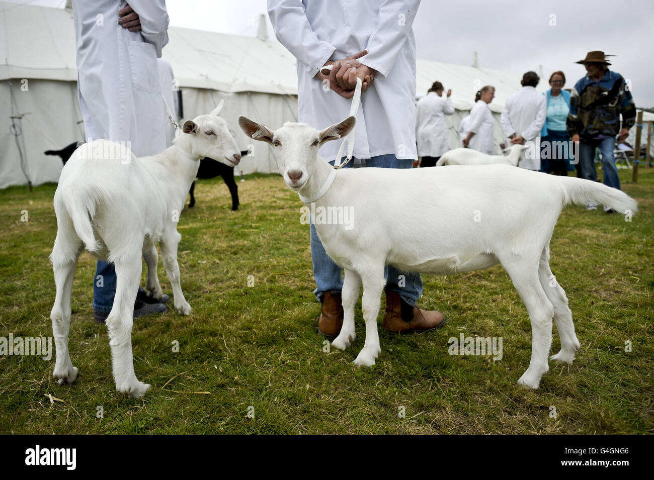 White goats stand with their white-coated owners as they gather for the ...