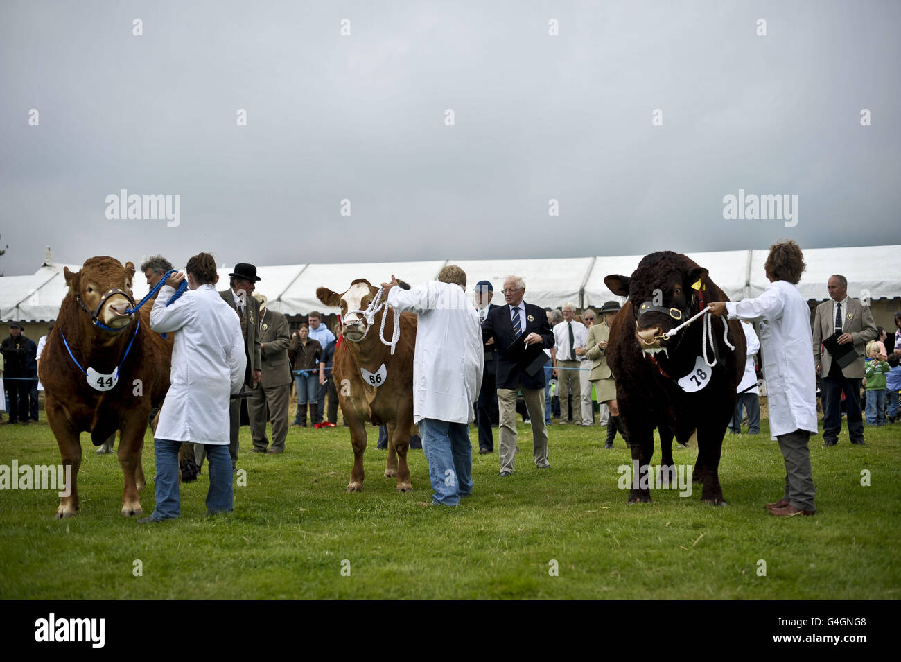 Breeders and their bulls during judging at the Dorset County Show ...