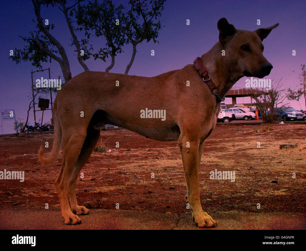 Ferocious Dog High Resolution Stock Photography and Images - Alamy