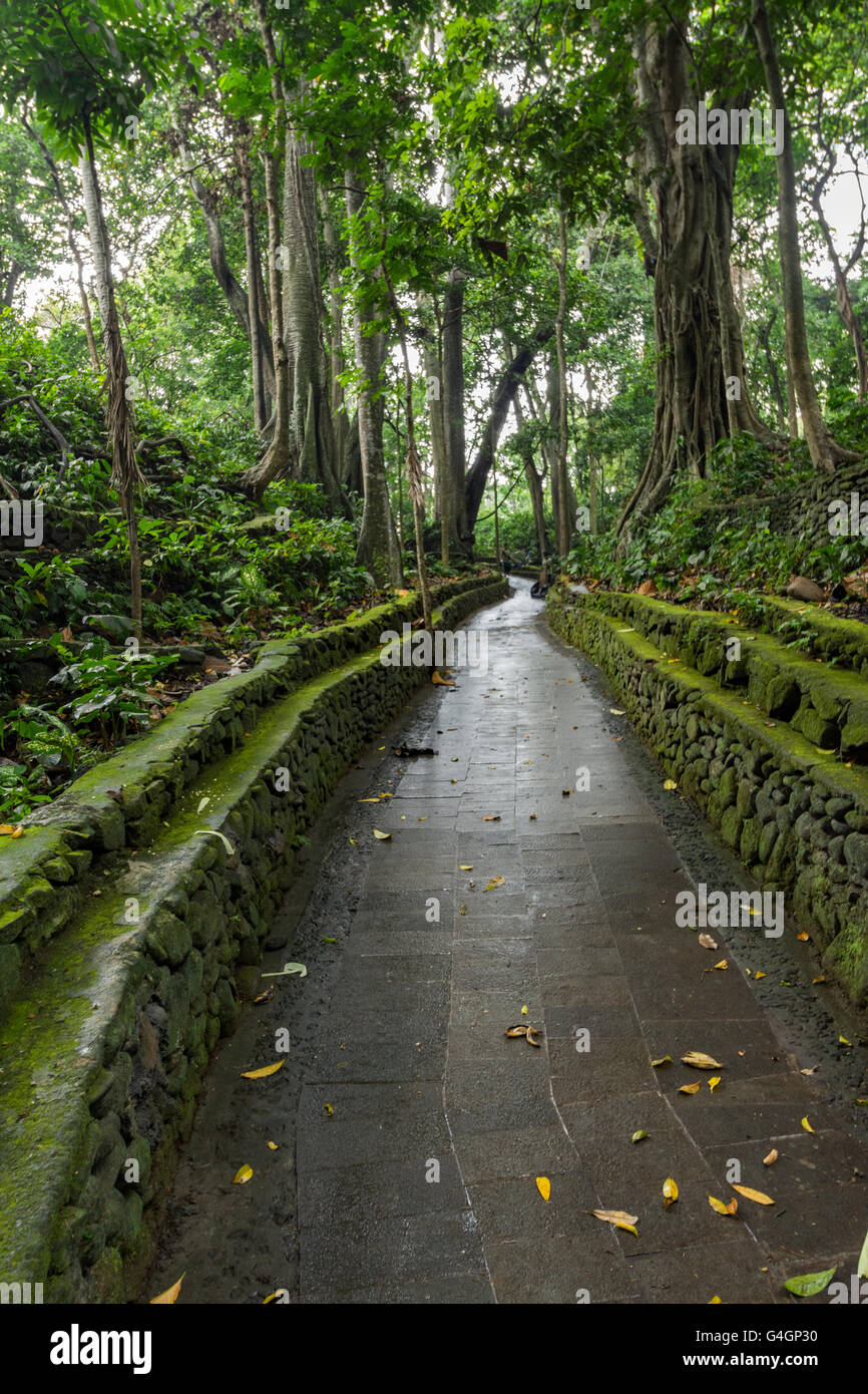 Money forest Ubud Bali Indonesia 2016 Stock Photo - Alamy