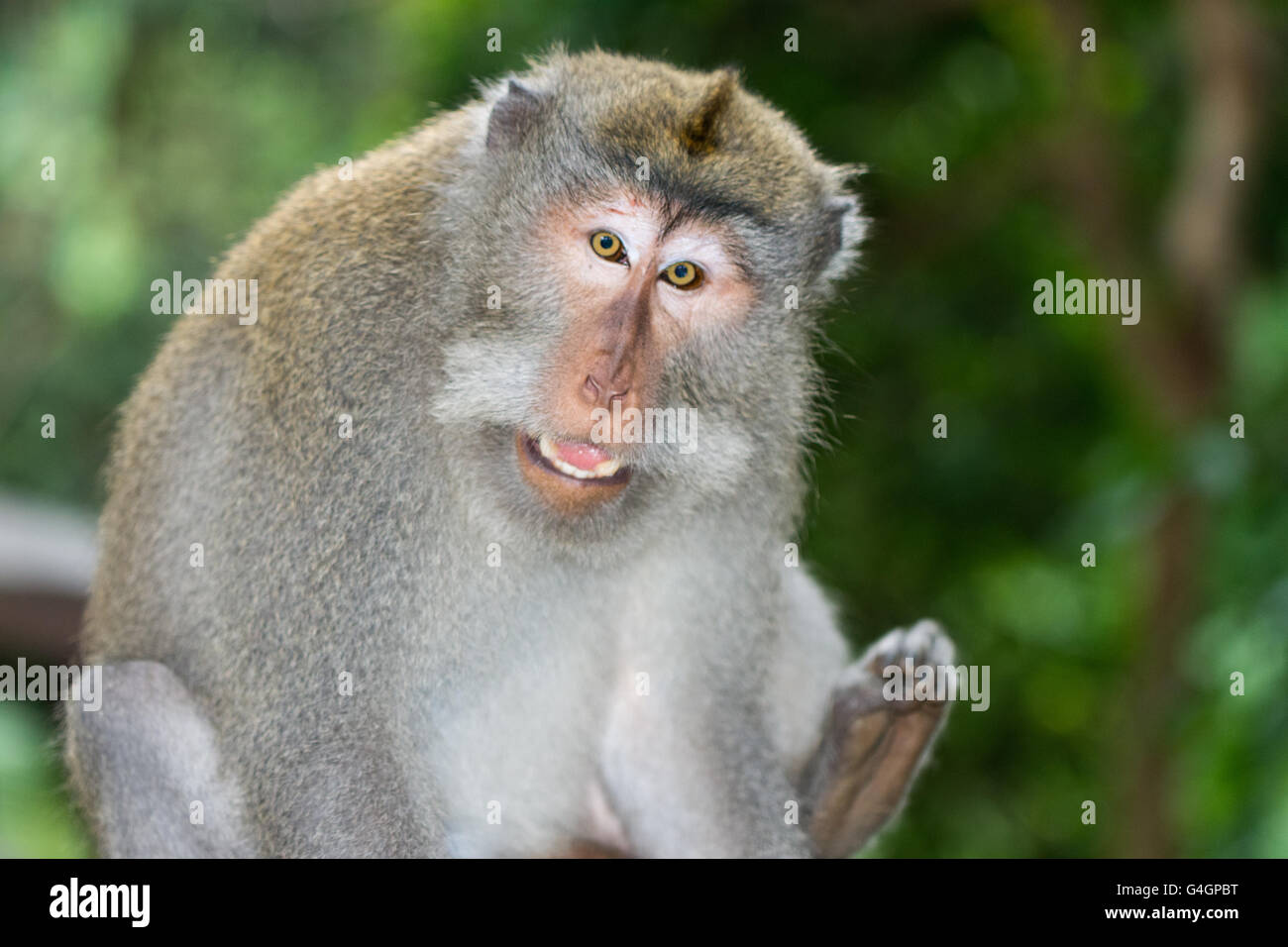 Long-tailed macaques (Macaca fascicularis) in Sacred Monkey Forest ...