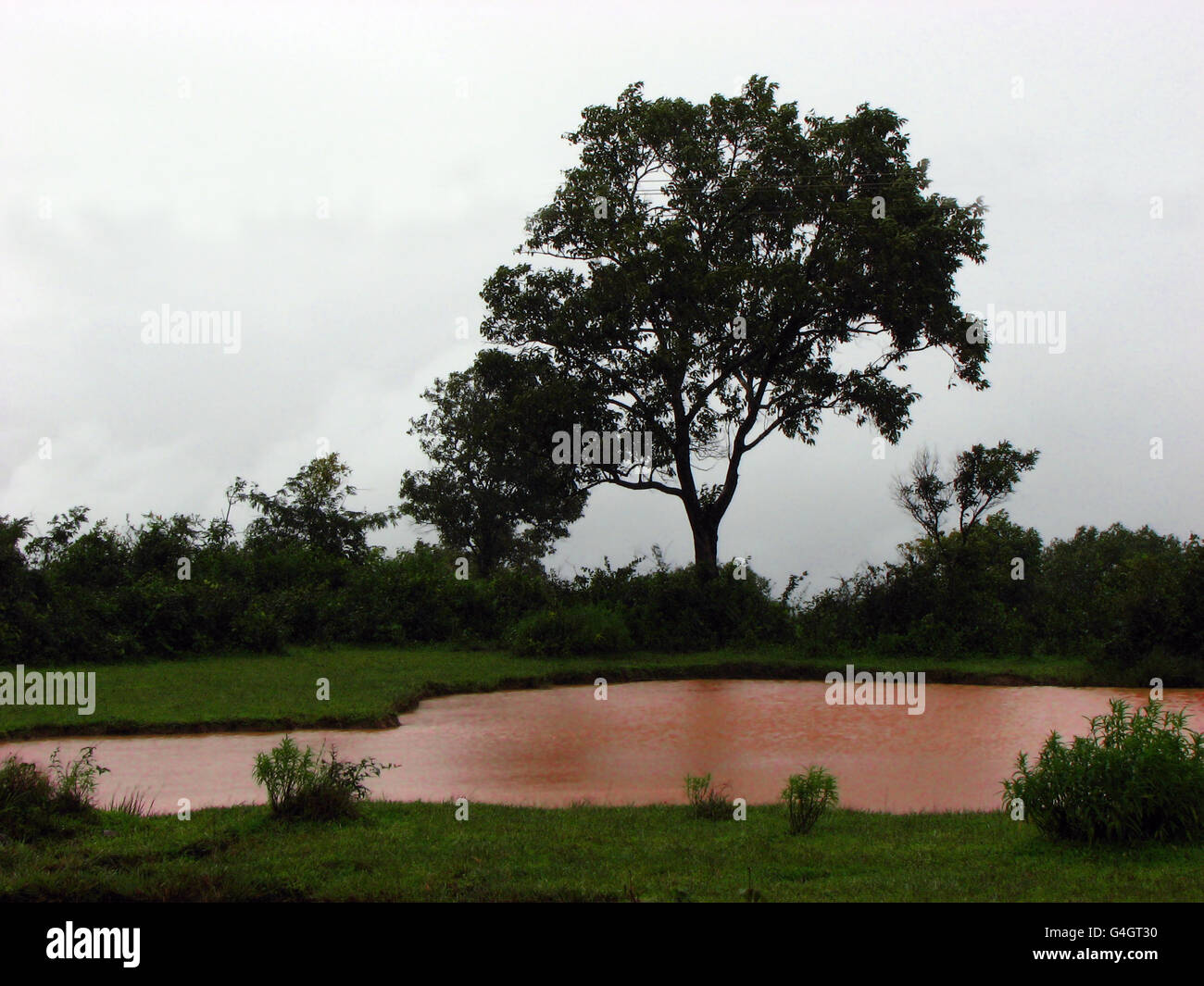 Red Pond in Nature Stock Photo - Alamy