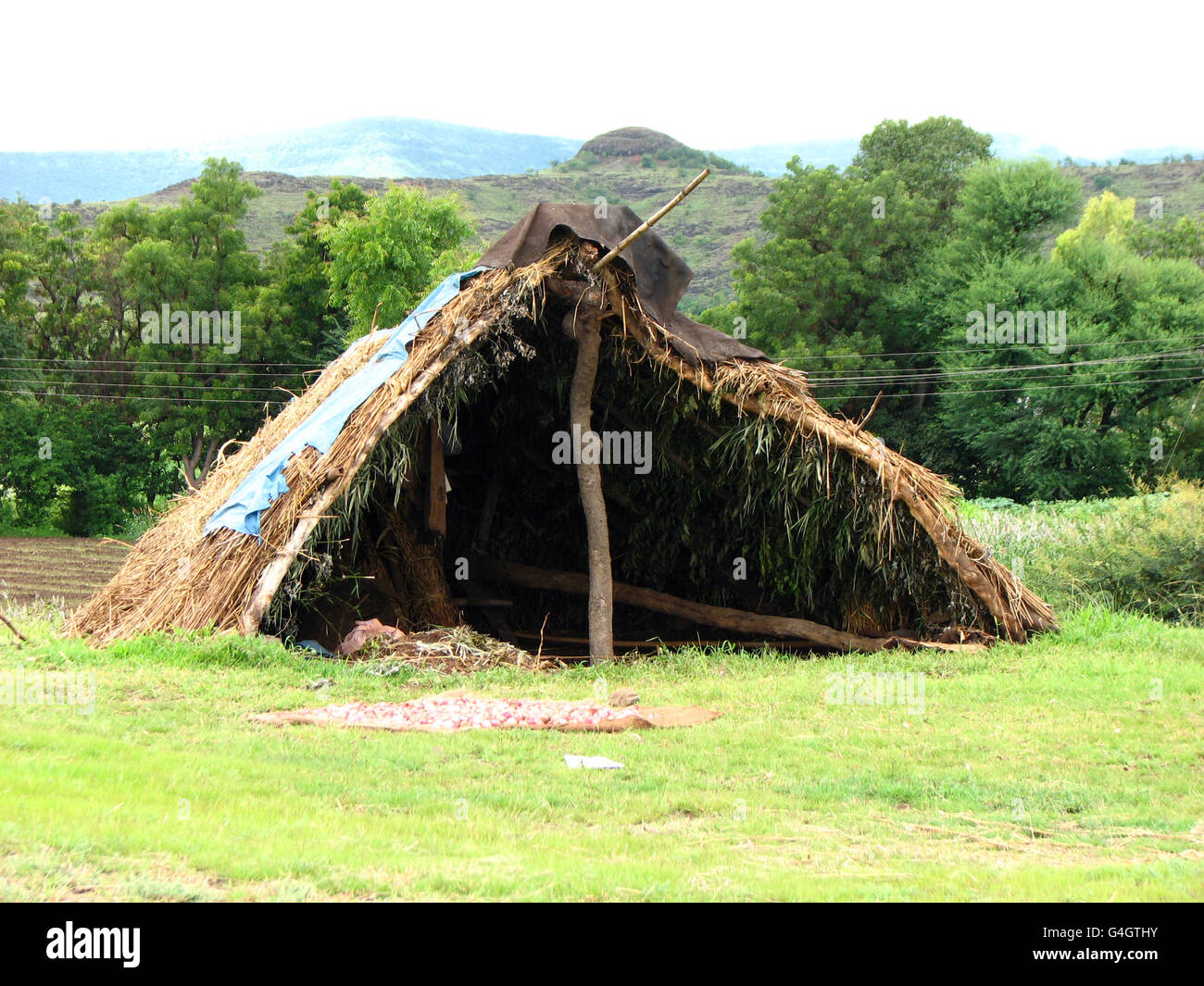 Tribal Hut in the woods Stock Photo - Alamy