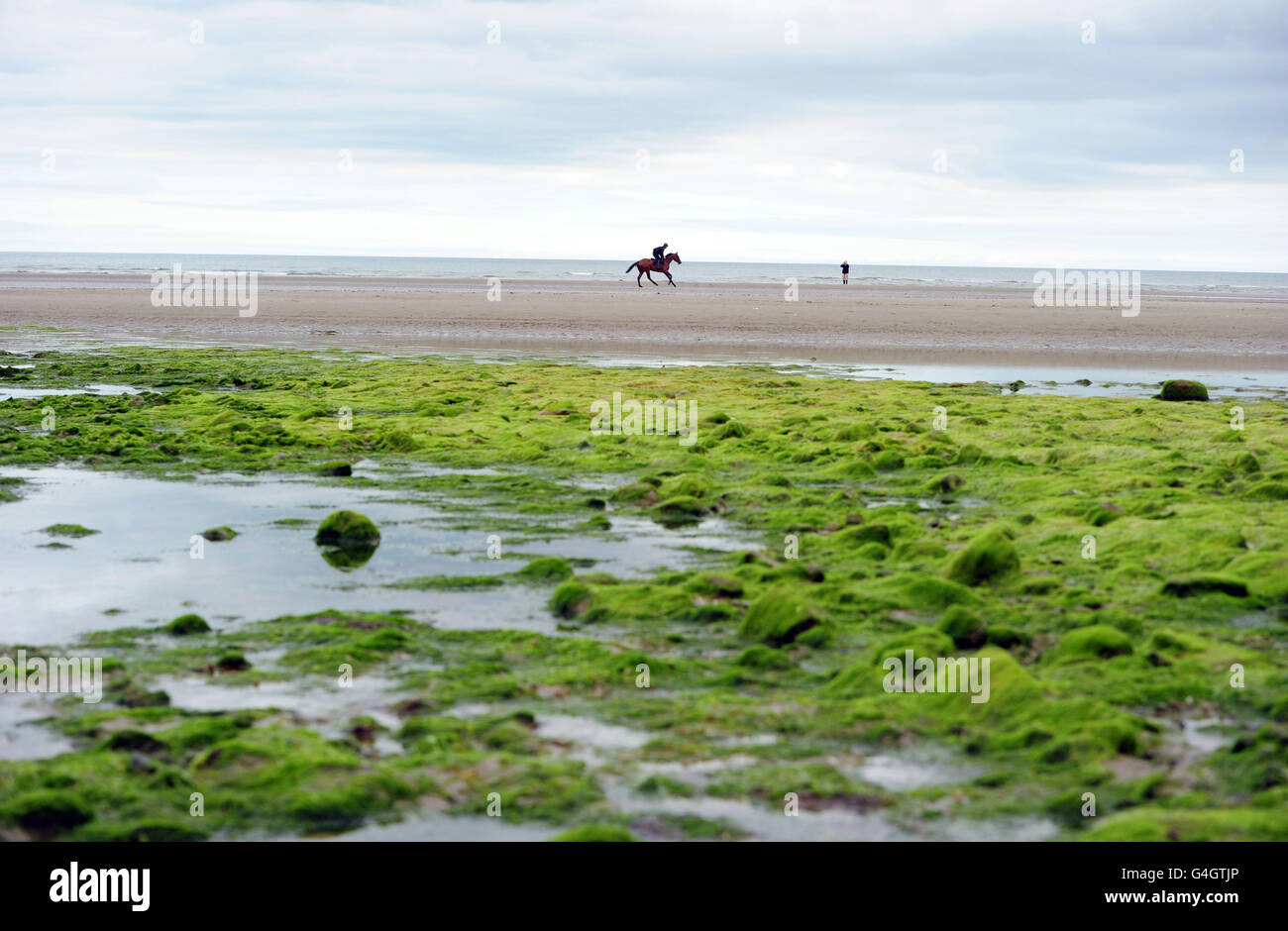 A horse is given a run out before the races at Laytown Beach Stock ...