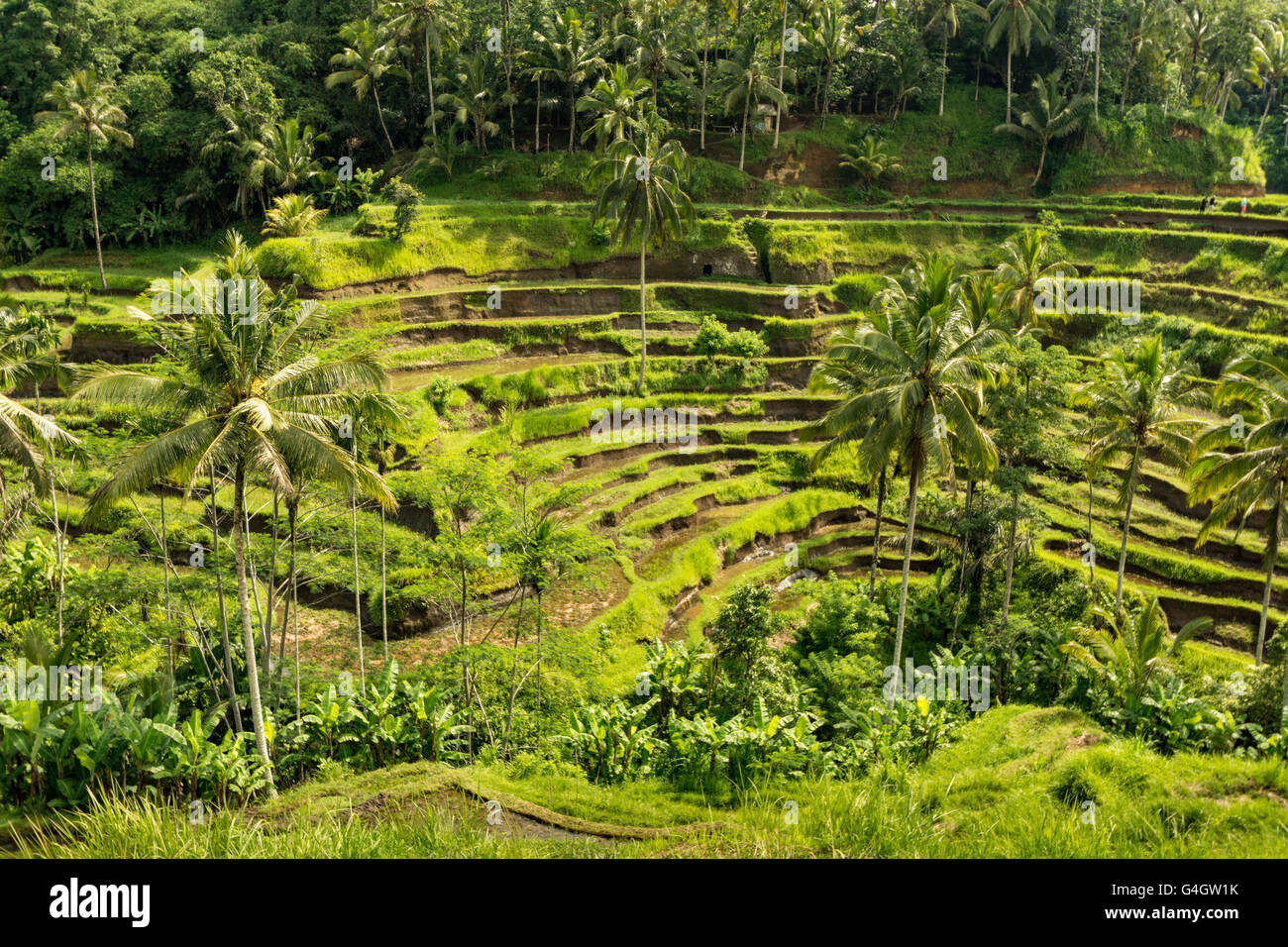 Panorama Padi Terrace, Bali, Indonesia - Local plantation of the ...