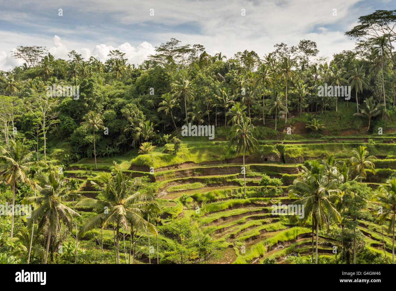 Panorama Padi Terrace, Bali, Indonesia - Local plantation of the ...