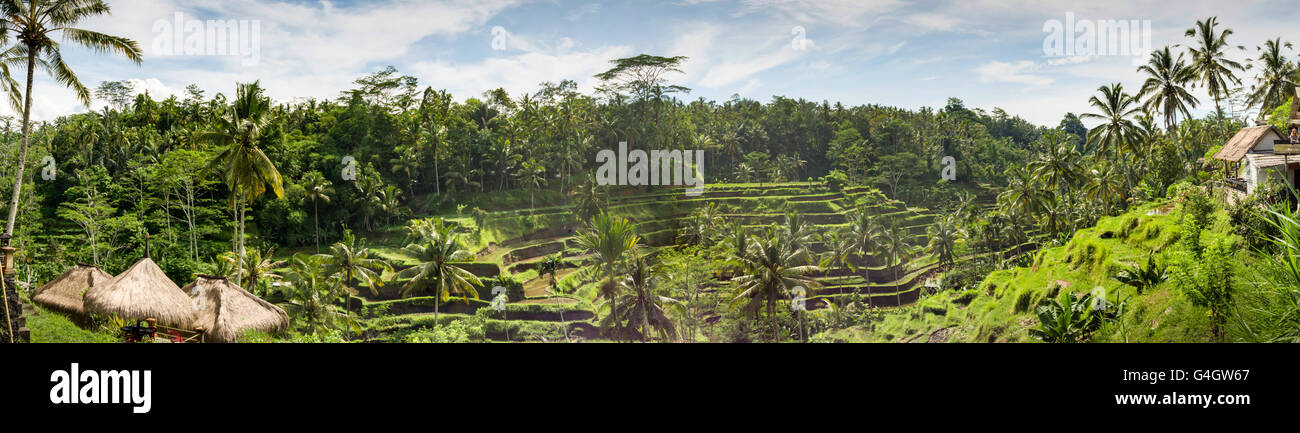 Panorama Padi Terrace, Bali, Indonesia - Local plantation of the ...