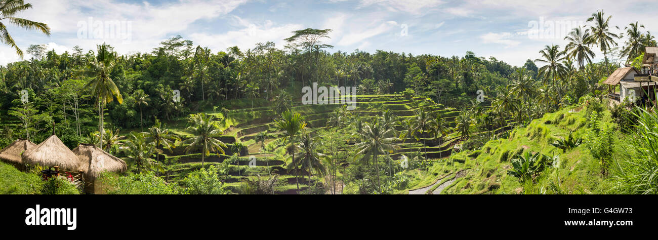 Indonesia local plan hi-res stock photography and images - Alamy