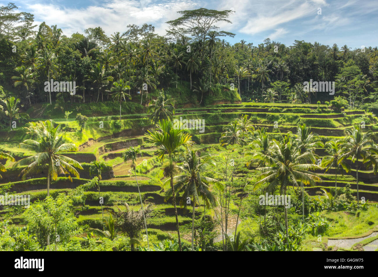 Padi Terrace, Bali, Indonesia - Local plantation of the layered rice ...
