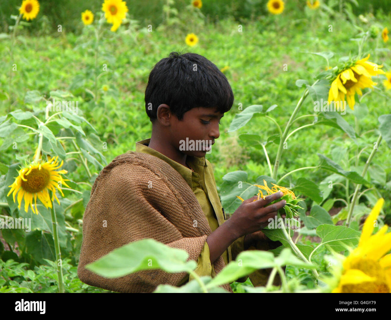 Indian Farmer Boy Stock Photo - Alamy