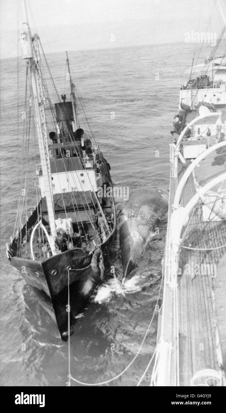 Whale catcher ships hi-res stock photography and images - Alamy