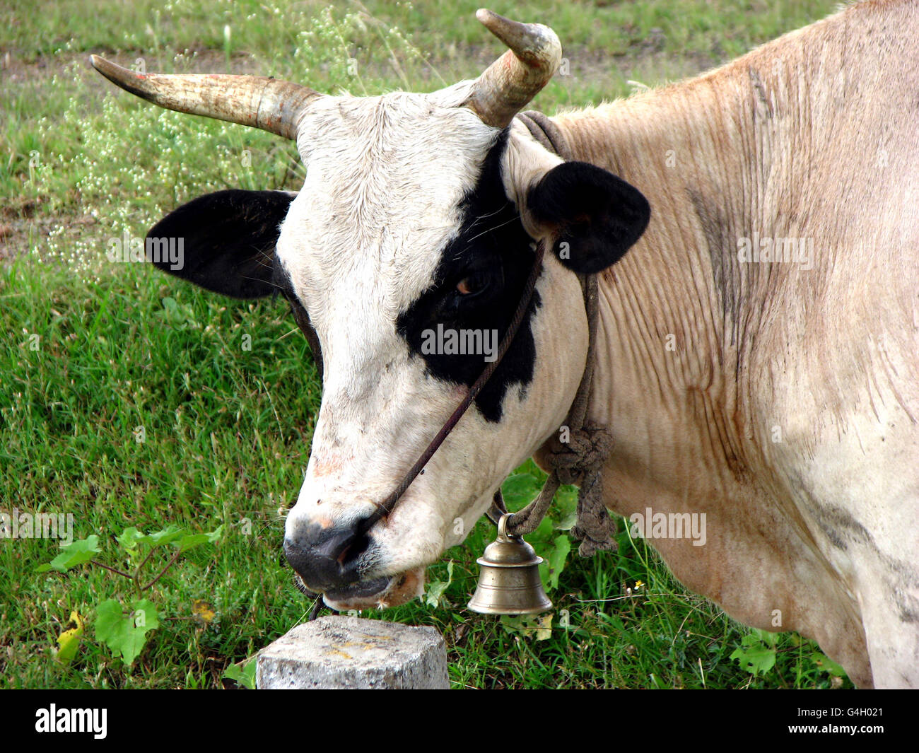 Cow with a bell Stock Photo - Alamy