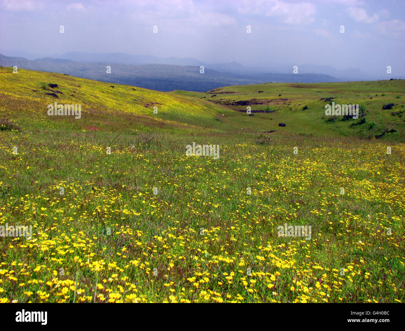 Beuatiful countryside in India with flowerbed Stock Photo - Alamy