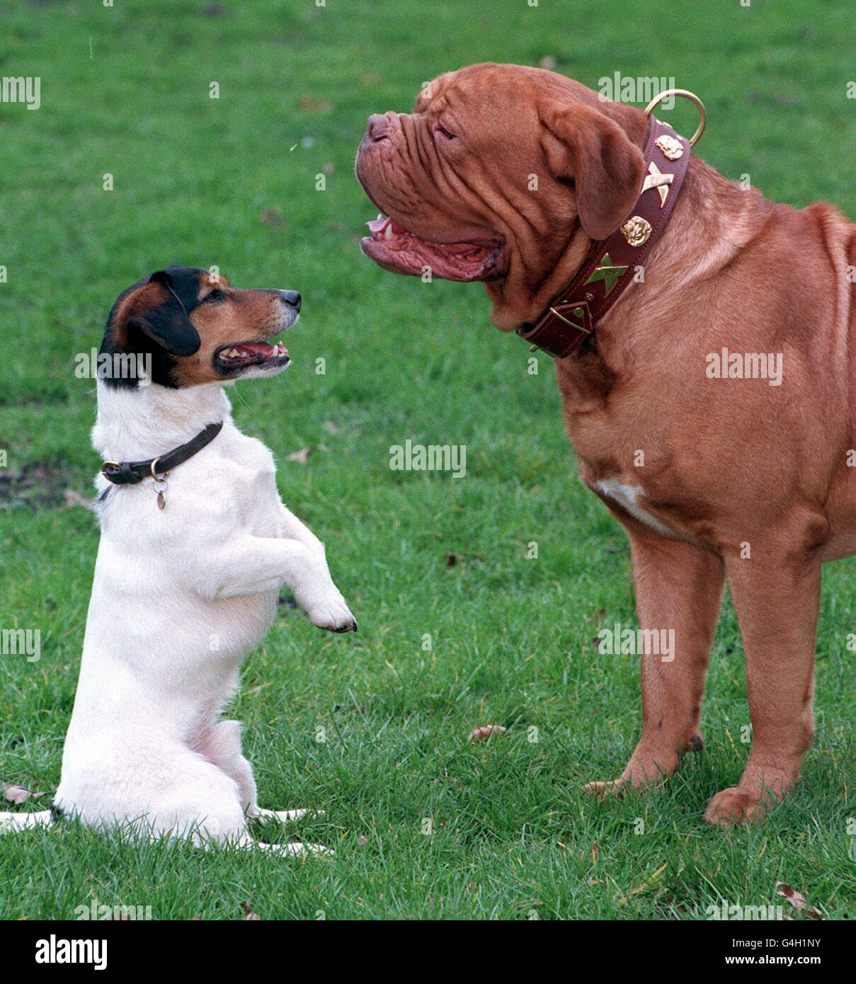 Jack Russell & French Mastiff Stock Photo - Alamy