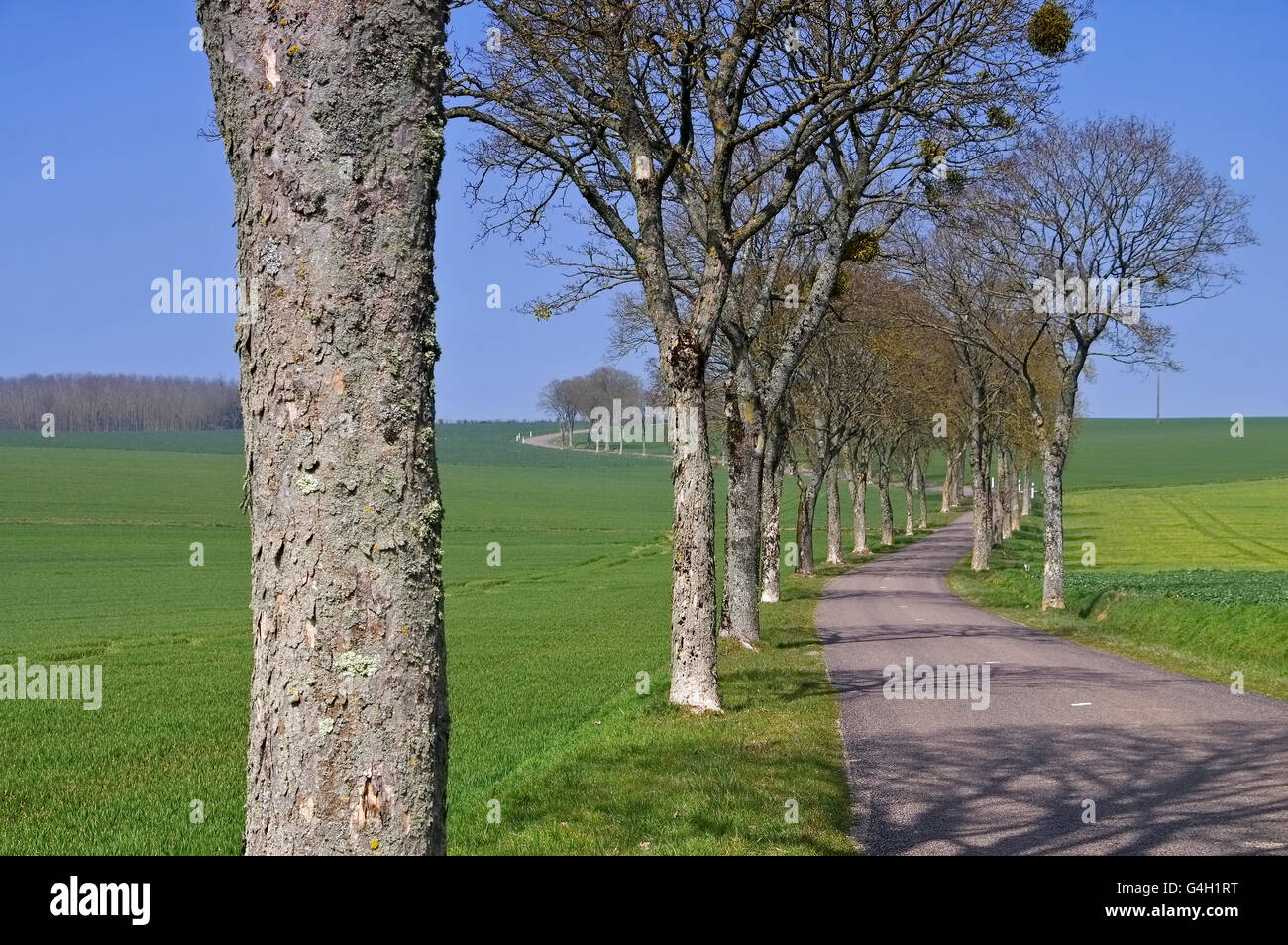 Maple tree avenue hi-res stock photography and images - Alamy