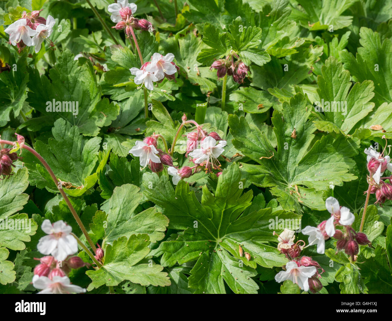 Hardy geranium white hi-res stock photography and images - Alamy