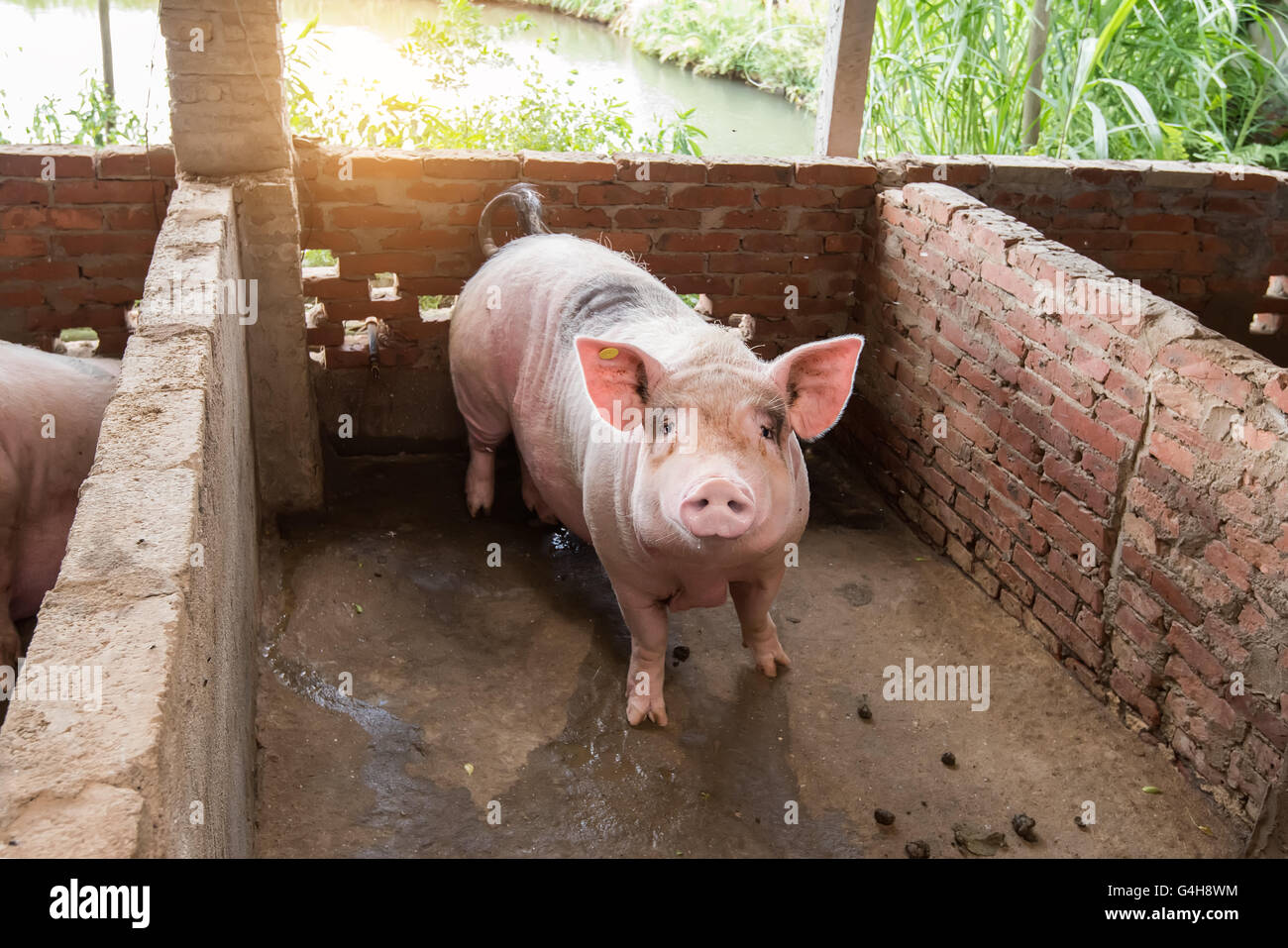pigs on the farm Stock Photo - Alamy