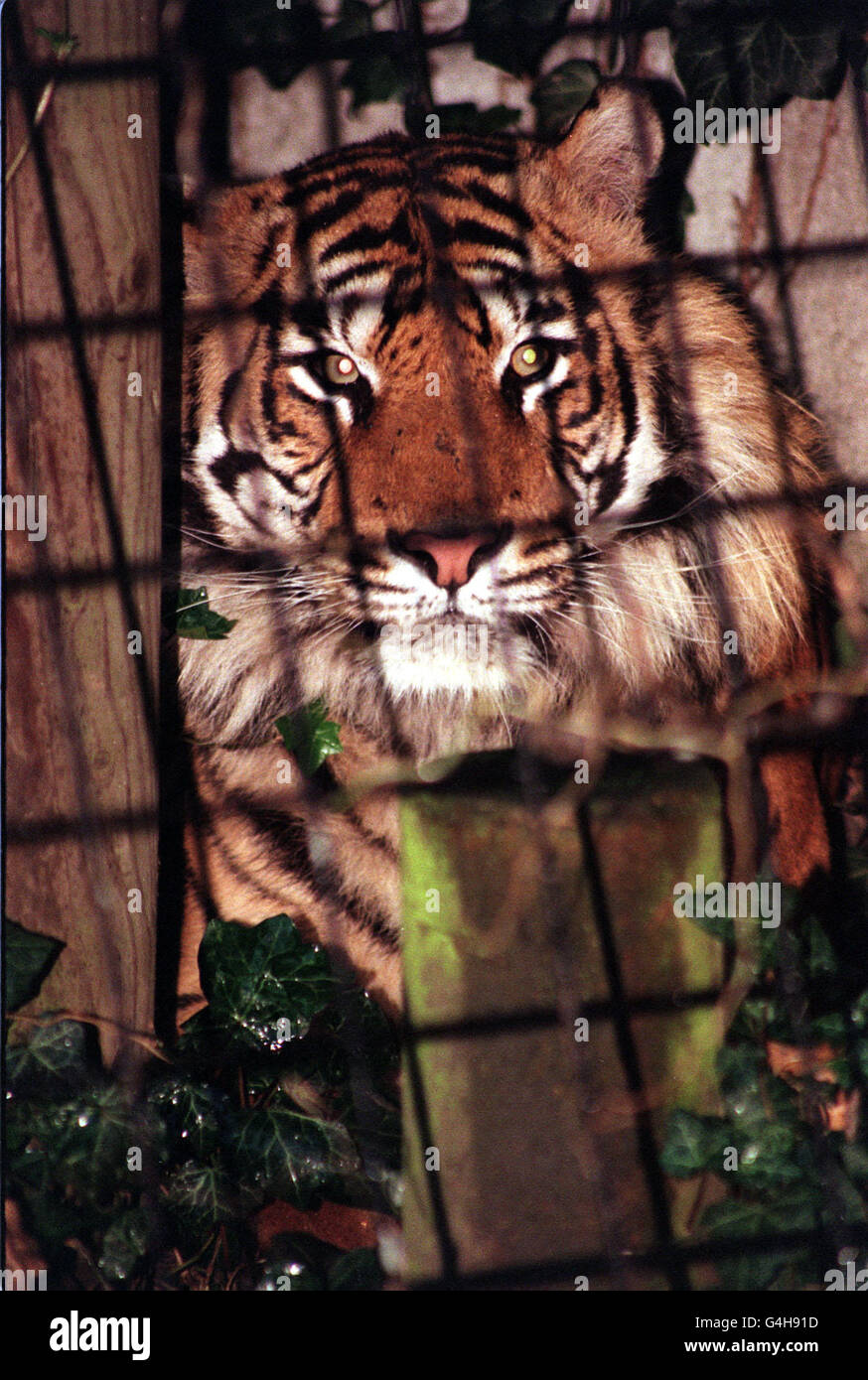 Tiger rests in enclosure hi-res stock photography and images - Alamy
