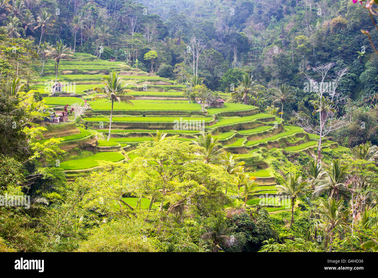 Crops of rice fields on a hot sunny afternoon near Ubud, Bali ...